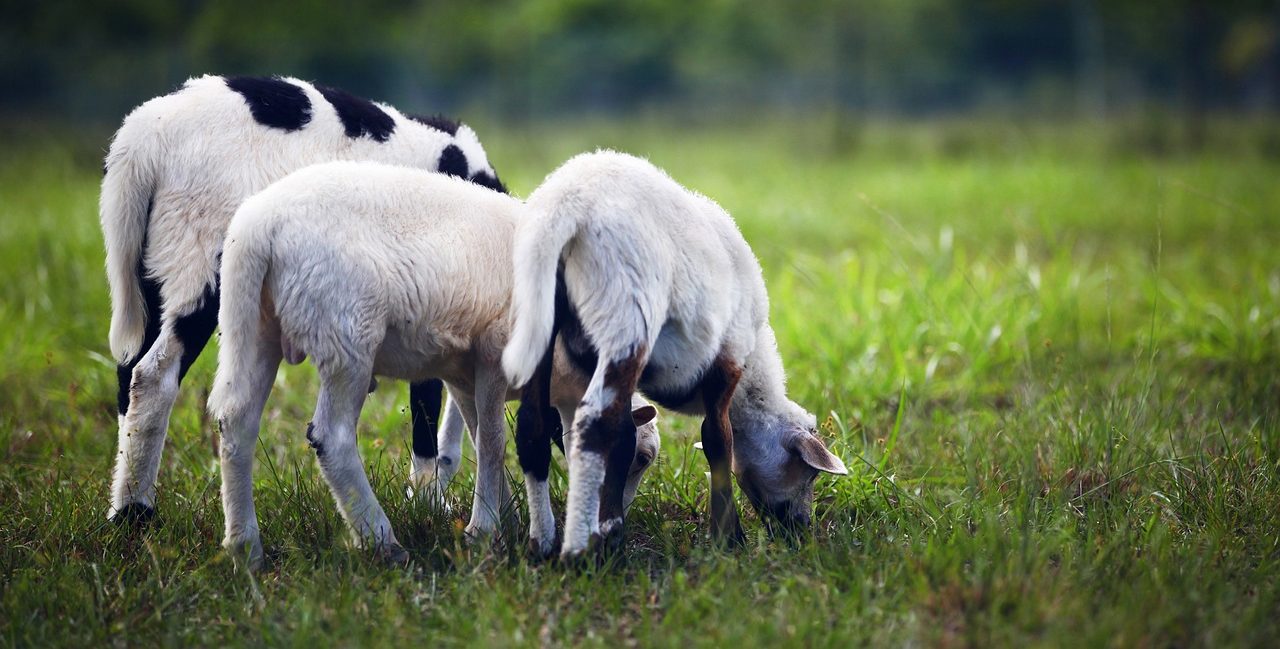 Il bio cresce grazie all’impegno dei territori. A Milano scendono in ...